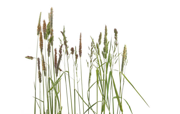 Reeds Pictures | Download Free Images on Unsplash