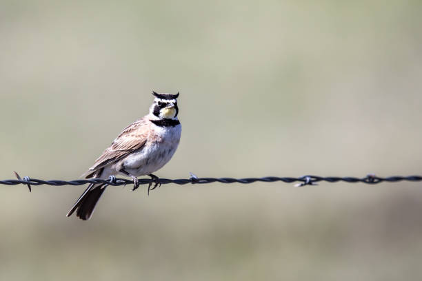 Lark Pictures | Download Free Images on Unsplash