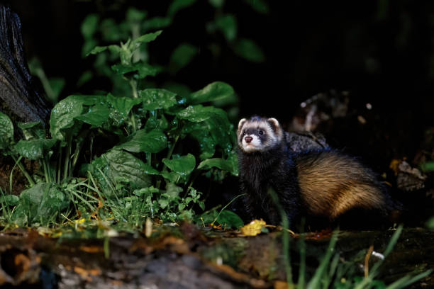 european-polecat Premium Photos, Pictures and Images by Istock