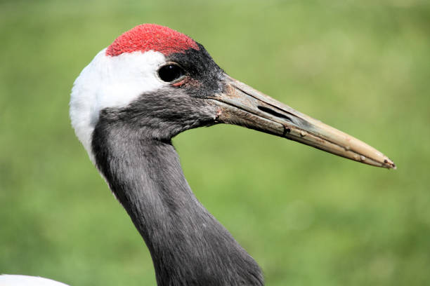 Red Crowned Crane Pictures | Download Free Images on Unsplash