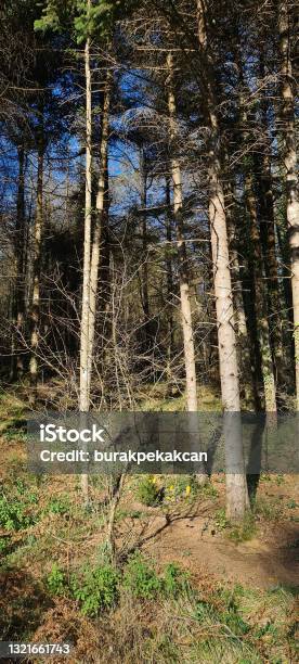 Pohon Hutan Alam Foto Stok Unduh Gambar Sekarang Alam Batang Pohon