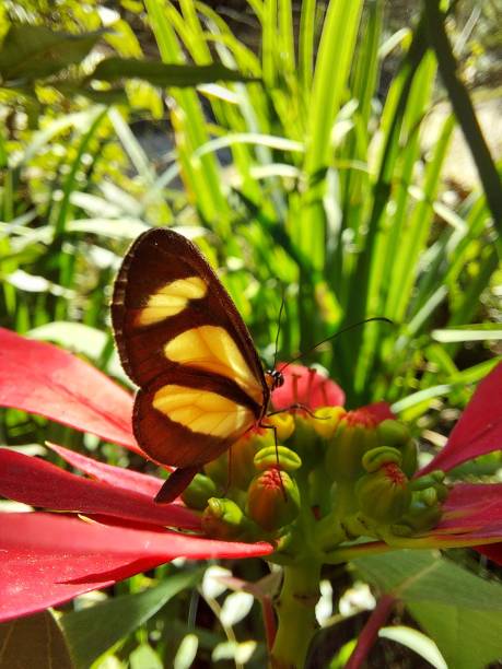 Butterfly Vanessa Atalanta - Free photo on Pixabay