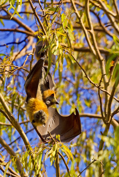 Flying Fox Pictures | Download Free Images on Unsplash