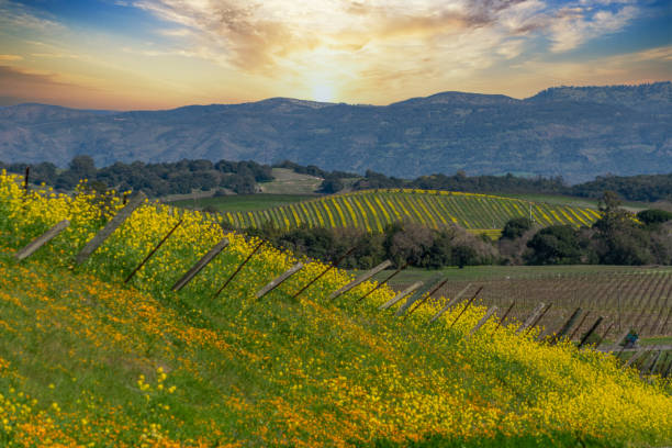 Napa Valley Pictures | Download Free Images on Unsplash