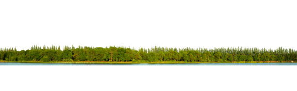 Tree Line Pictures | Download Free Images on Unsplash