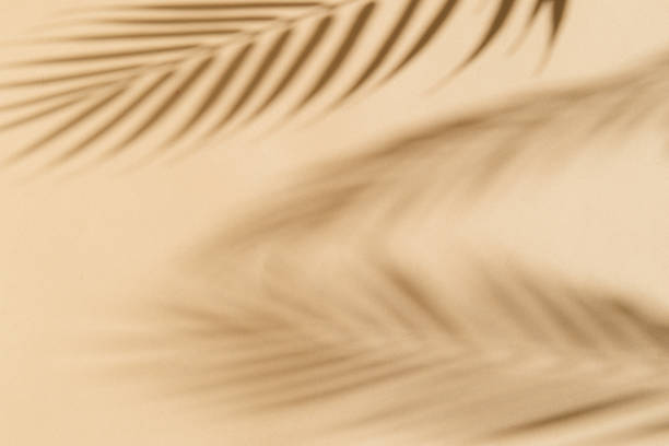 1K+ Beige Background Pictures | Download Free Images on Unsplash