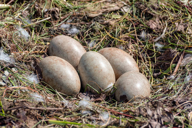 Free picture: brant, bird, nest, eggs