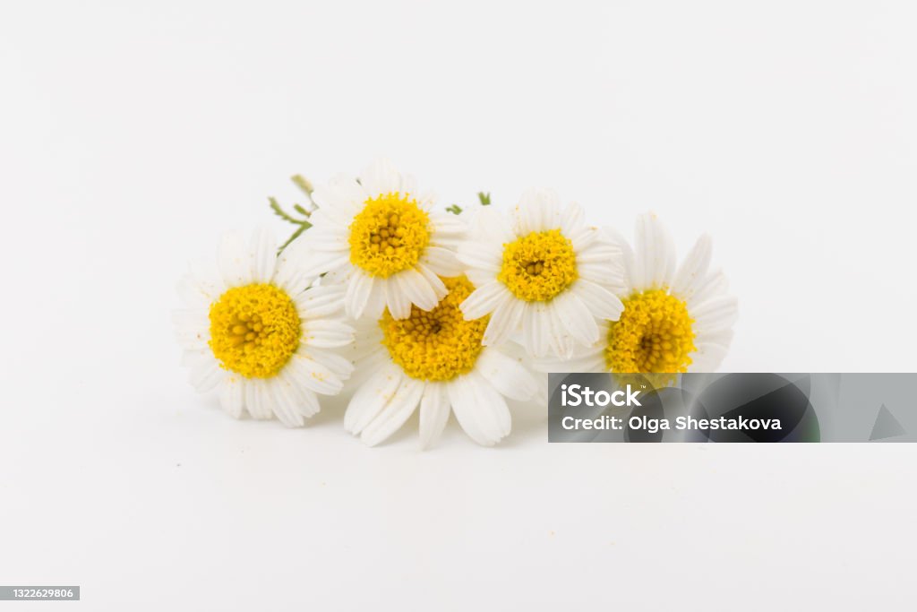 Kamille Oder Gänseblümchen Mit Blättern Isoliert Auf Weißem Hintergrund ... Kamille Oder Gänseblümchen Mit Blättern Isoliert Auf Weißem Hintergrund ...