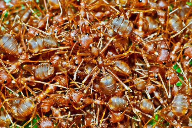 Ant Colony Pictures | Download Free Images on Unsplash
