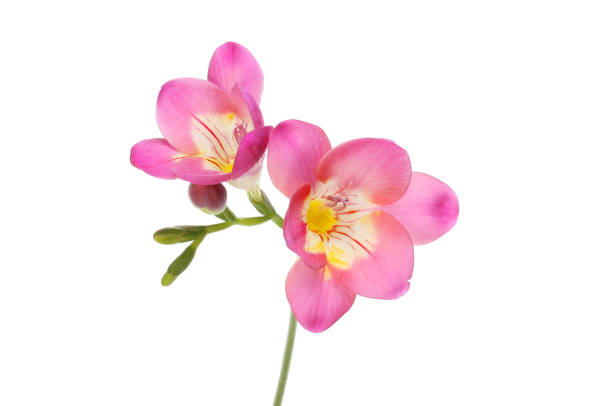 Freesia Pictures | Download Free Images on Unsplash