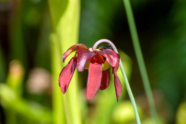 Free picture: mountain, sweet, pitcher, plant, flower