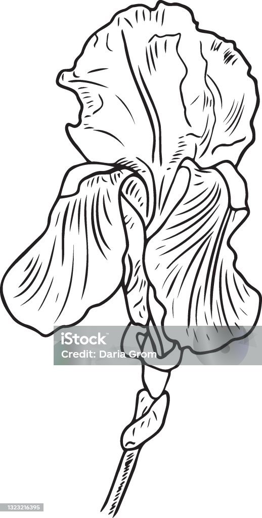 Iris Croquis Illustration Dessinée À La Main Par Vecteur De Fleur