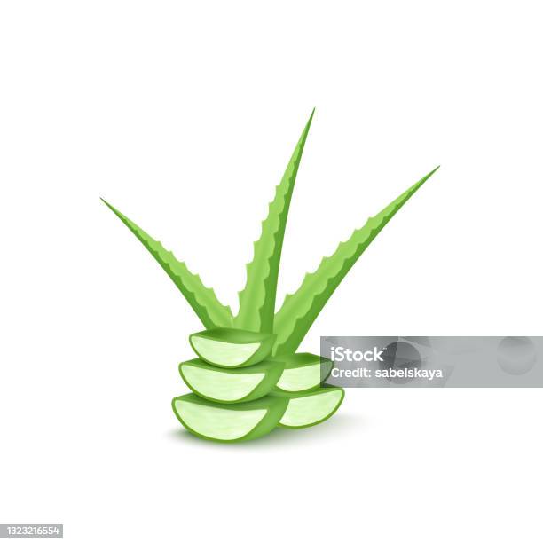 Komposisi Lidah Buaya Daun Utuh Dan Dipotong Ilustrasi Vektor Datar
