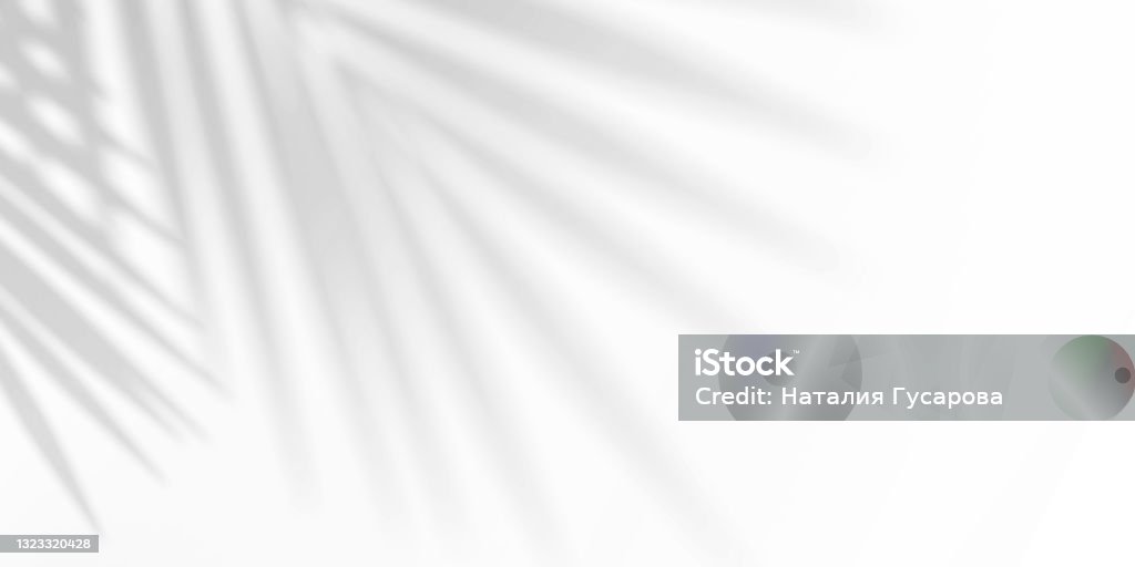 Palm Leaf Shadow Overlay Effect Stock Photo - Download Image Now ... Palm Leaf Shadow Overlay Effect Stock Photo - Download Image Now ...