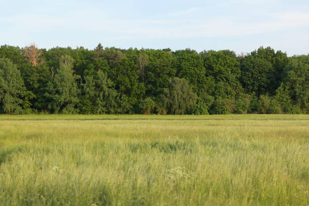 Free Stock Photo of Field of Tall Grass With Trees in Background ...