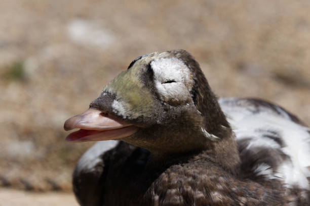 50+ Spectacled eider free images