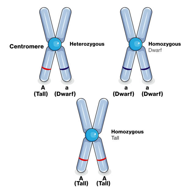 Heterozygous Biology