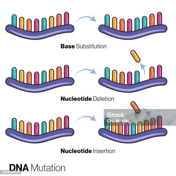 Illustration Of Types Of Mutation In Dna Generic Material Substitution Deletion Insertion Stock