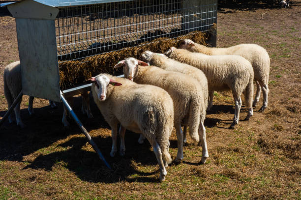 Free Stock Photo of Sheep nuzzling her lamb in the country | Download ...