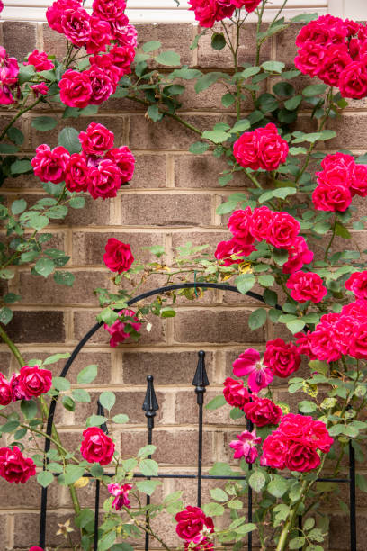 Climbing Rose Pictures | Download Free Images on Unsplash