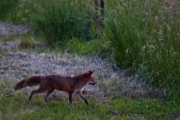 Fox Hunting Pictures | Download Free Images on Unsplash