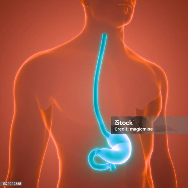 Photo Libre De Droit De Anatomie De Lestomac Du Système Digestif Humain