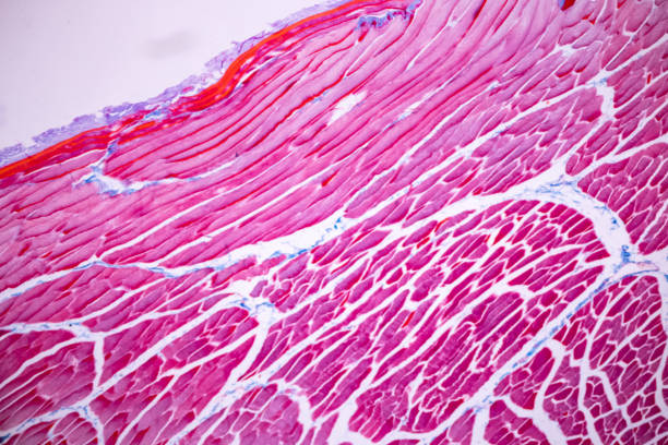 Histology Pictures | Download Free Images on Unsplash