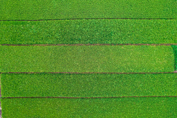 Free Stock Photo of Aerial View of Lush Grass Farm Land | Download Free ...