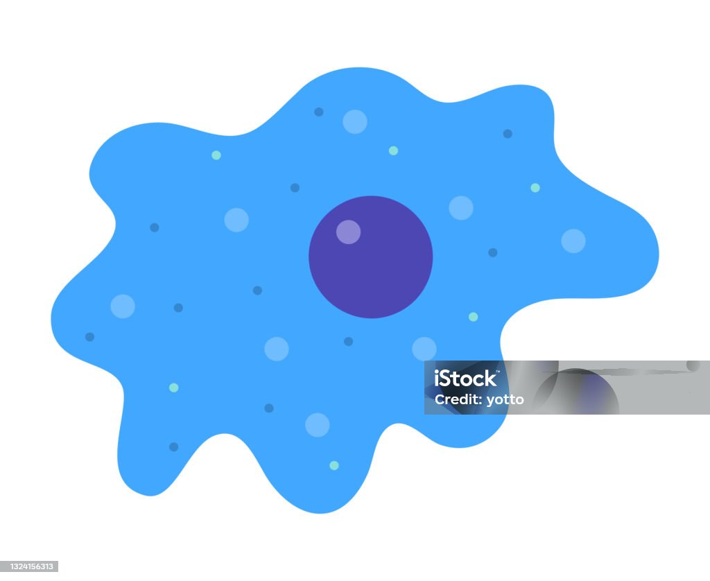 Eine Amöben Isoliert Vektorillustration Stock Vektor Art Und Mehr