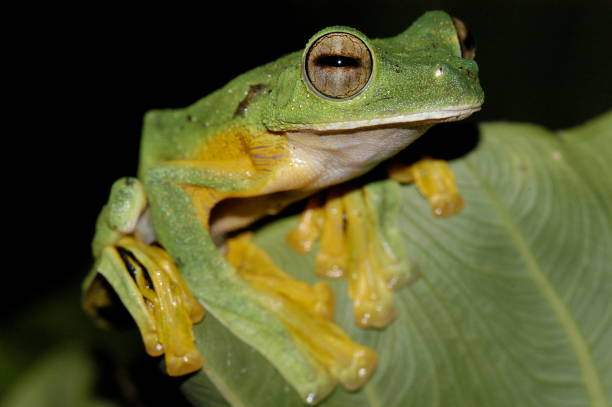660 Katak Terbang Foto Foto Stok Potret And Gambar Bebas Royalti Istock