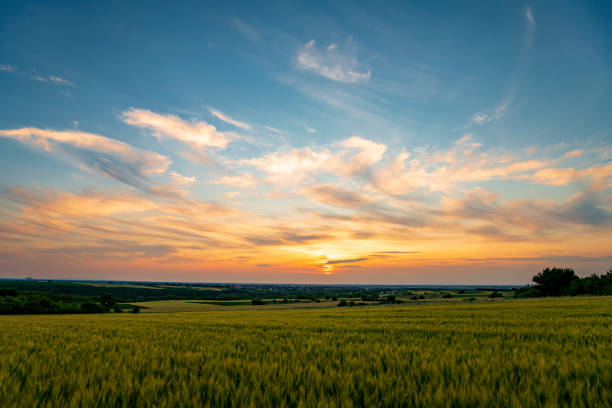 Free picture: sunny, wheatfield, summer season, idyllic, bright ...