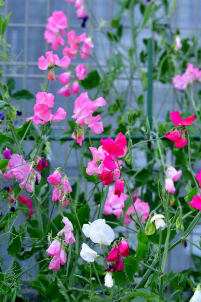 30,000+ Sweet Pea Pictures | Download Free Images on Unsplash