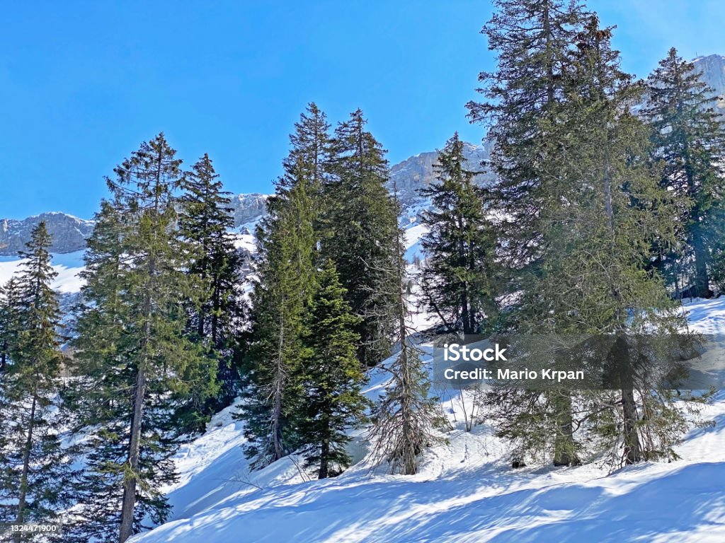 Suasana Musim Semi Di Hutan Konifer Alpine Dan Di Antara Pohonpohon