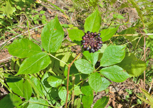 Free Stock Photo of Wild berries growing on a very large weed in the ...