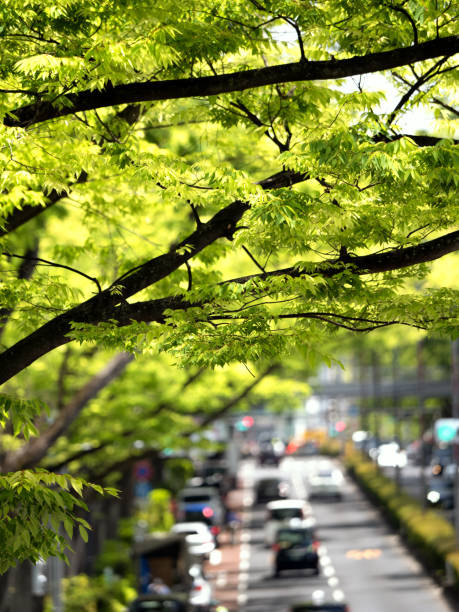 30k+ Tree Lined Road Pictures | Download Free Images on Unsplash