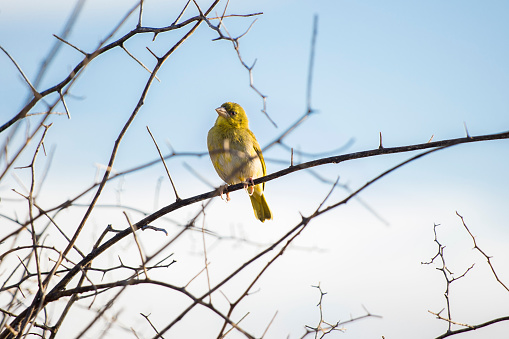 Burung Kuning Penenun Desa Bertengger Di Pohon Foto Stok - Unduh Gambar ... Burung Kuning Penenun Desa Bertengger Di Pohon Foto Stok - Unduh Gambar ...