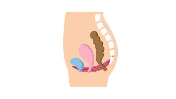 Groin Area Diagram Illustrations Royalty Free Vector Graphics And Clip