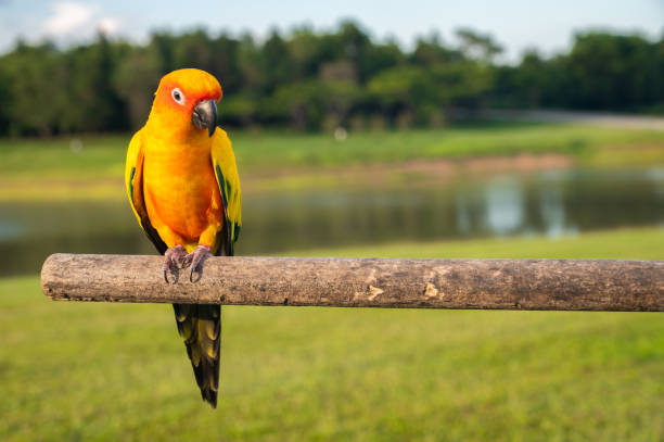 Yellow Parrot Pictures | Download Free Images on Unsplash