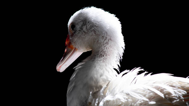 Pato Pictures | Download Free Images & Stock Photos on Unsplash