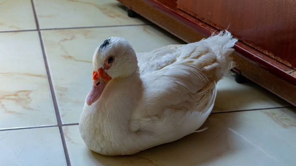 Pato Pictures | Download Free Images & Stock Photos on Unsplash