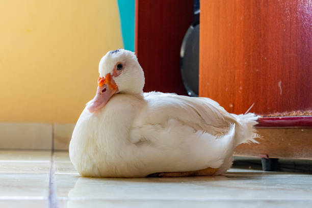 Pato Pictures | Download Free Images & Stock Photos on Unsplash