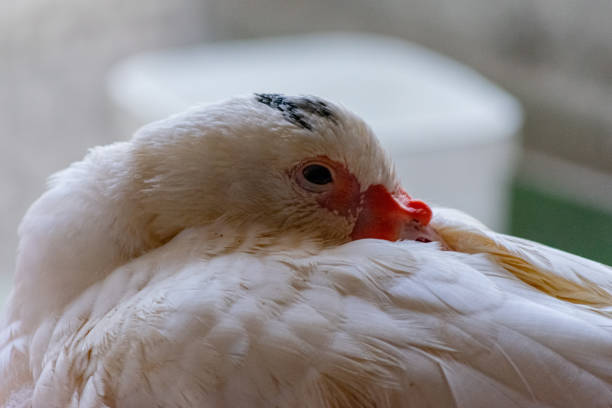 Pato Pictures | Download Free Images & Stock Photos on Unsplash