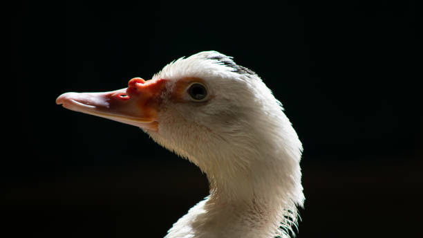 Pato Pictures | Download Free Images & Stock Photos on Unsplash