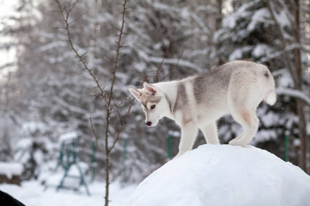 1000+ Husky Puppy Pictures | Download Free Images on Unsplash