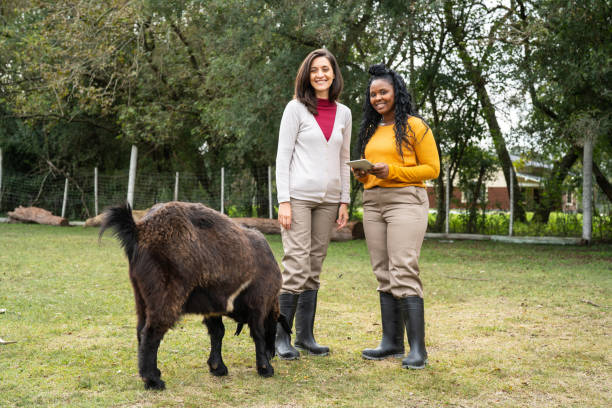 Free Stock Photo of Two Goats | Download Free Images and Free Illustrations