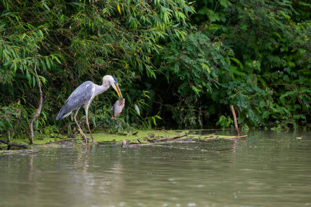 Danube Delta Pictures | Download Free Images on Unsplash
