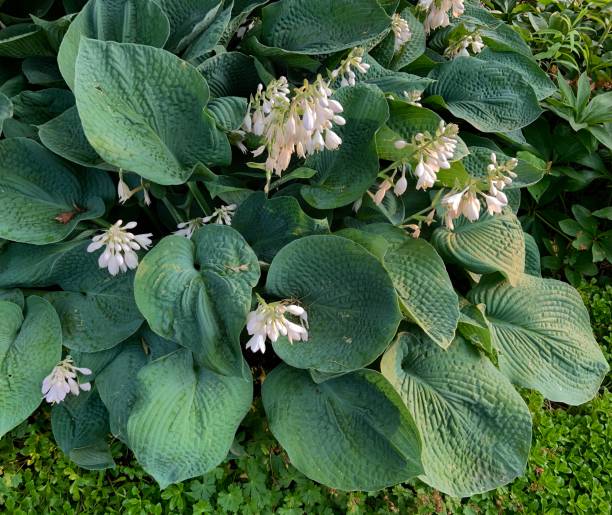 Hosta Pictures | Download Free Images on Unsplash