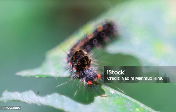 Caterpillar Adalah Pengumpan Yang Rakus Dan Sangat Merusak Tanaman Ulat
