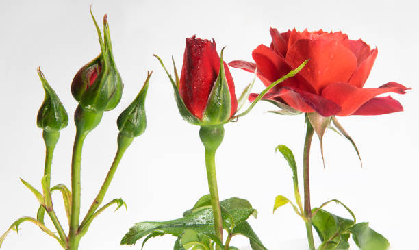 Rose Buds Pictures | Download Free Images on Unsplash