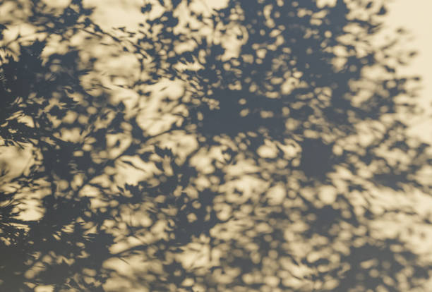 Sombra Pictures | Download Free Images on Unsplash